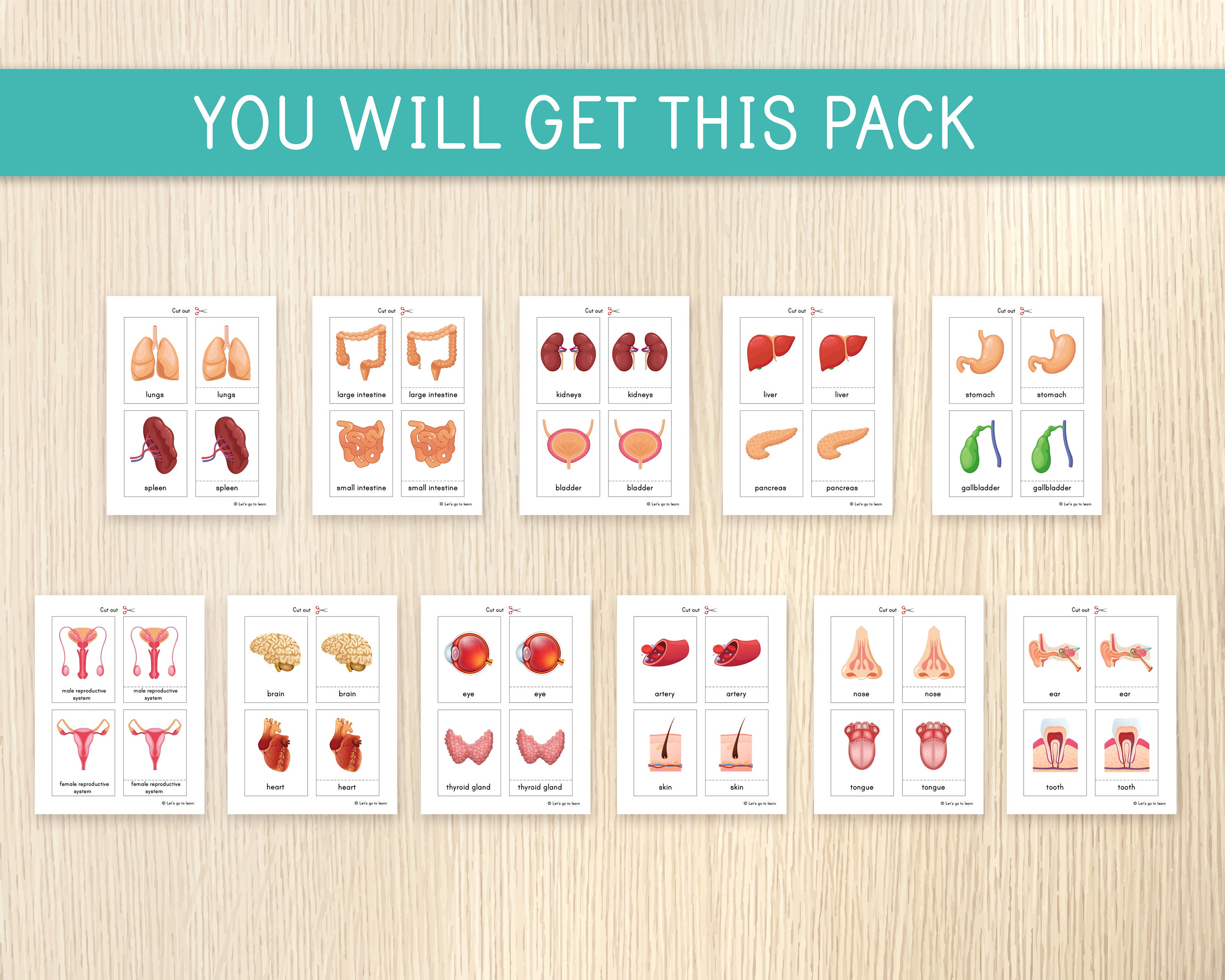 Human Organs 3-part Cards, Human Body , Nomenclature Cards, Human ...