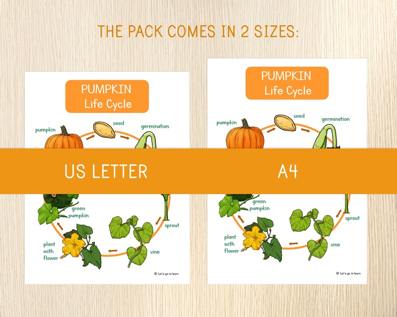 Pumpkin Unit Study Parts Life Cycle Varieties Worksheets - Etsy