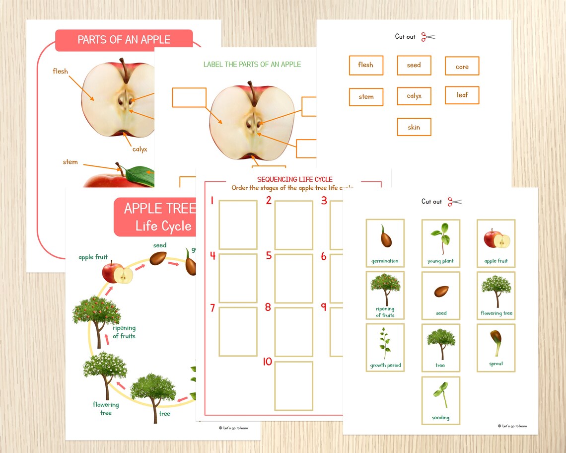 Apple Unit Study Life Cycle Apples Varieties Apple Parts - Etsy