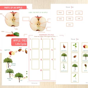 Apple Unit Study, Life Cycle, Apples Varieties, Apple Parts, Fall ...
