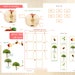 Apple Unit Study, Life Cycle, Apples Varieties, Apple Parts, Fall ...