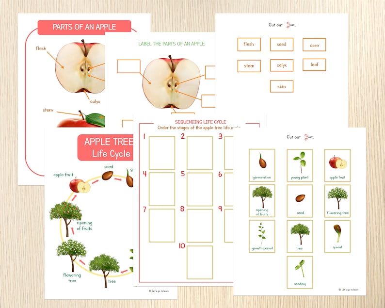 Apple Unit Study Life Cycle Apples Varieties Apple Parts - Etsy