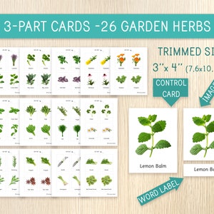 Garden Herbs BUNDLE, 26 Herbs, Flashcards, 3-part Cards, Garden Herbs ...