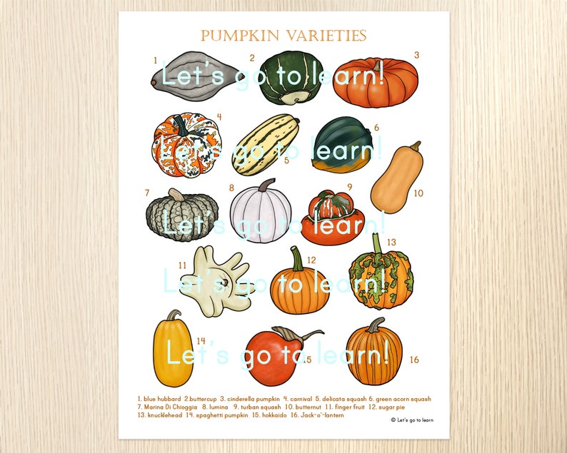 Pumpkin Varieties 3-part Cards - 16 Montessori Nomenclature Cards & 1 ...