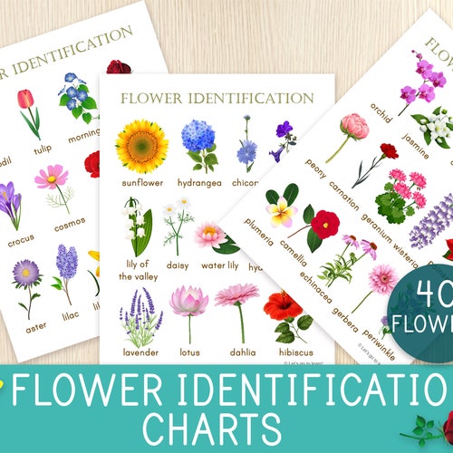 Flower Identification Charts 3 Charts 40 Flowers Spring - Etsy