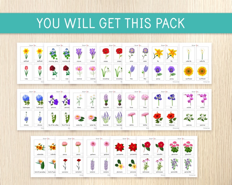 Flower 3-part Cards Nomenclature Cards Montessori Cards 40 - Etsy