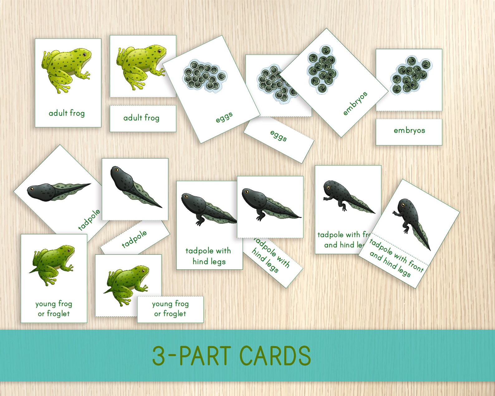 Life Cycle of a Frog Posters 3-part Cards Worksheets - Etsy