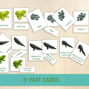 Life Cycle of a Frog, Posters, 3-part Cards, Worksheets, Writing ...