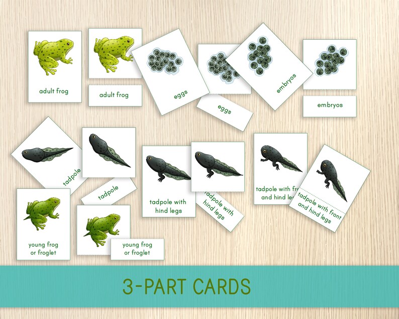 Life Cycle of a Frog, Posters, 3-part Cards, Worksheets, Writing ...