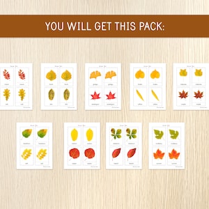 Fall Leaves 3-part Cards, 18 Nomenclature Cards, Real Images, Autumn ...