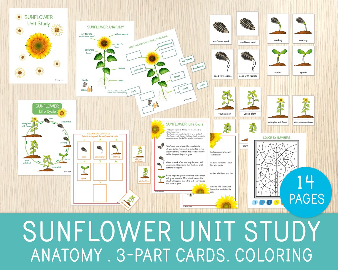 Sunflower Unit Study Anatomy Life Cycle 3 Part-cards - Etsy