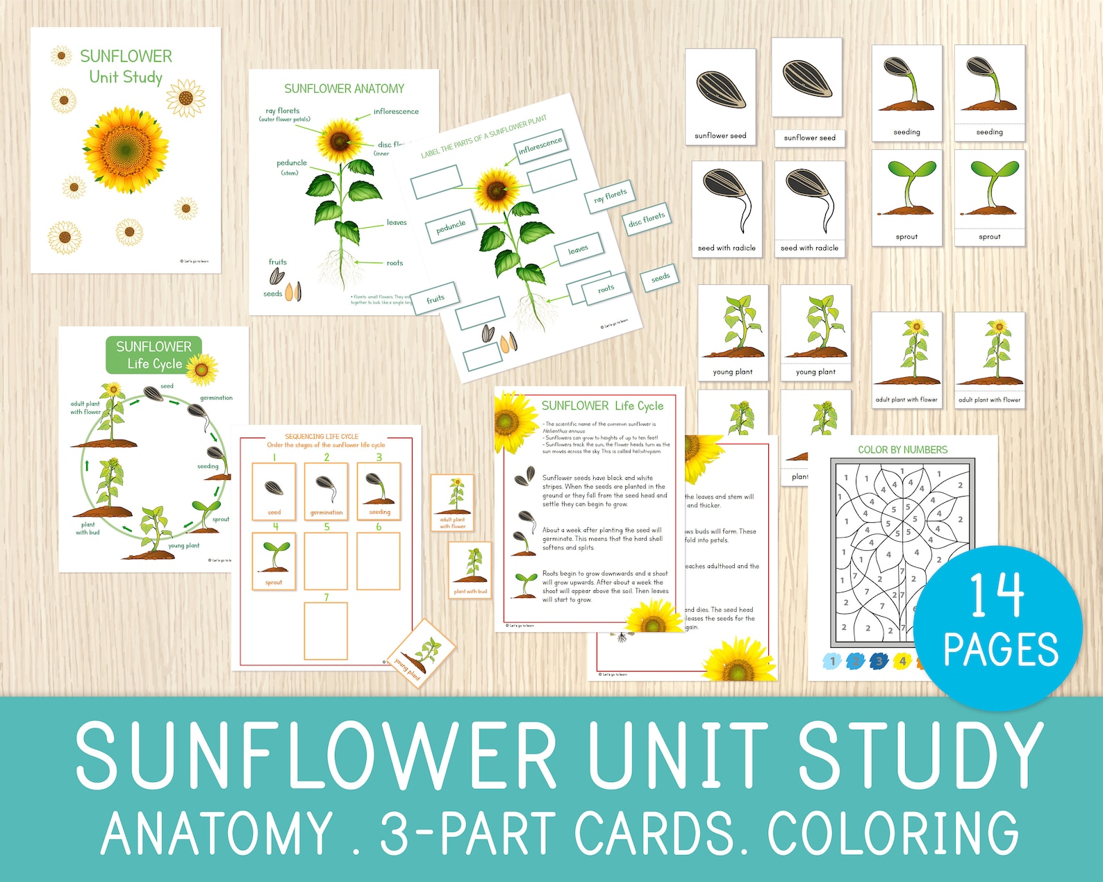 Sunflower Unit Study Anatomy Life Cycle 3 Part-cards - Etsy
