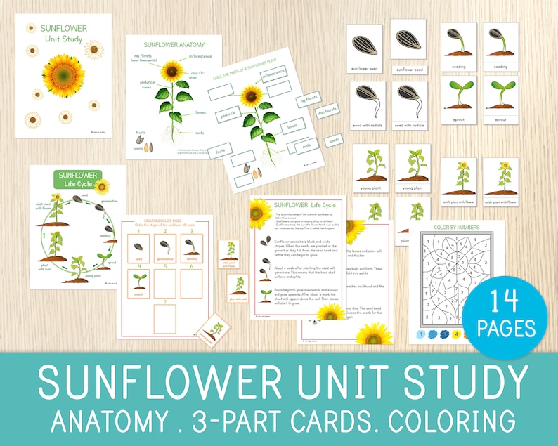 Sunflower Unit Study, Anatomy, Life Cycle 3 Part-cards, Charts ...