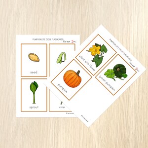 Pumpkin Unit Study, Parts, Life Cycle, Varieties, Worksheets, Fall ...