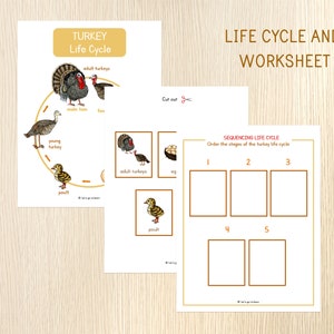 Turkey Unit Study, Anatomy, Life Cycle, Flashcards, Breeds, Worksheets ...