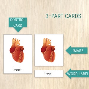 Human Organs 3-part Cards, Human Body , Nomenclature Cards, Human ...