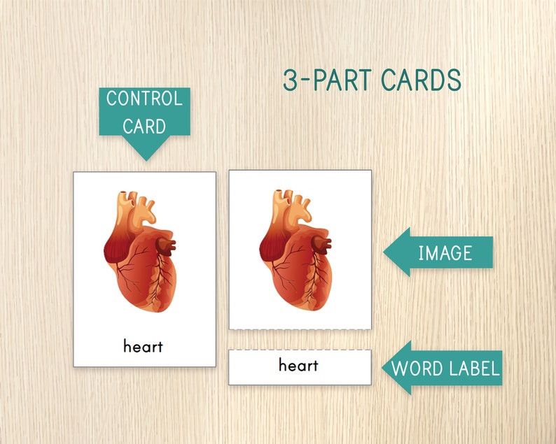 Human Organs 3-part Cards Human Body Nomenclature Cards - Etsy