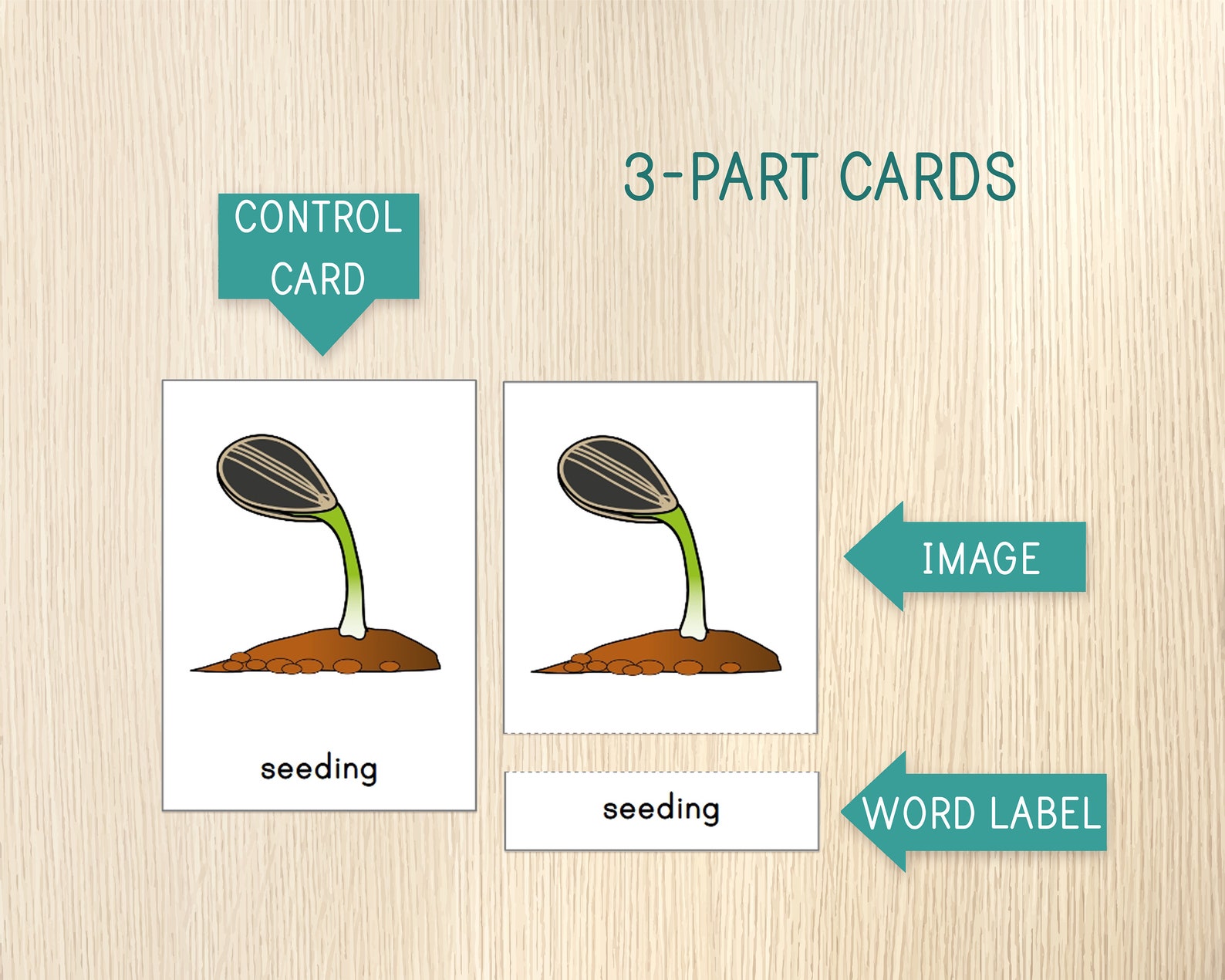 Sunflower Unit Study, Anatomy, Life Cycle 3 Part-cards, Charts ...