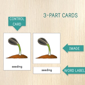 Sunflower Unit Study, Anatomy, Life Cycle 3 Part-cards, Charts ...