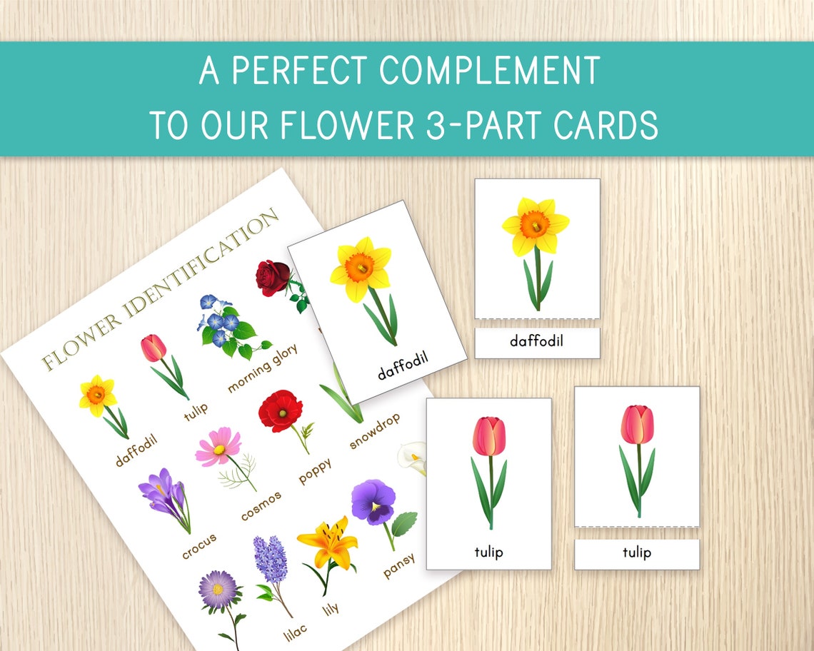 Flower 3-part Cards and Posters 40 Nomenclature Cards 3 - Etsy