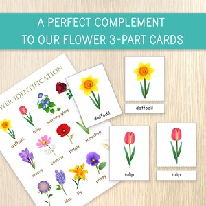 Flower 3-part Cards and Posters, 40 Nomenclature Cards, 3 Charts ...