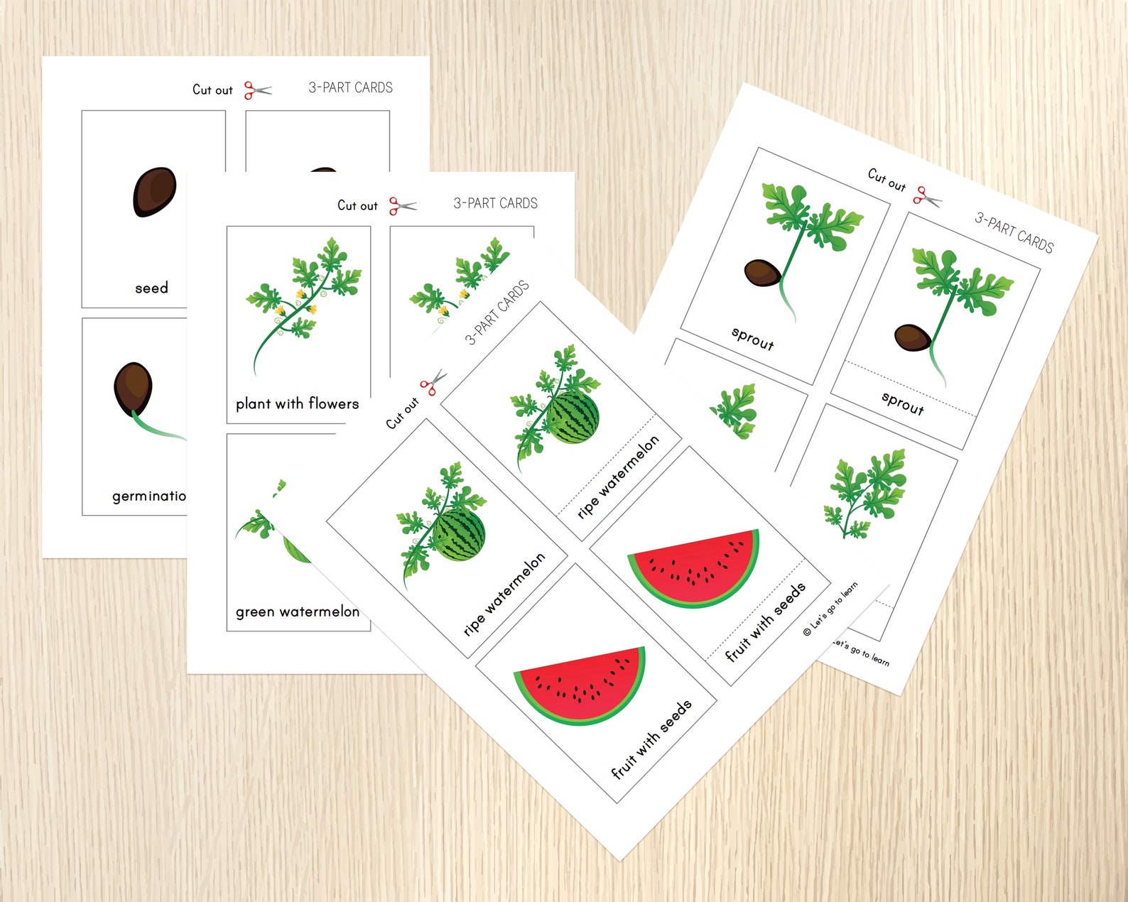 Watermelon Unit Study Parts Life Cycle Varieties - Etsy