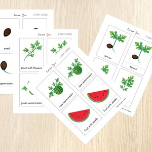 Watermelon Unit Study, Parts, Life Cycle, Varieties, Worksheets ...