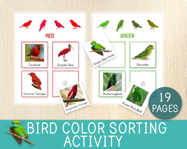Bird Color Sorting Activity Birds and Colors for Kids - Etsy