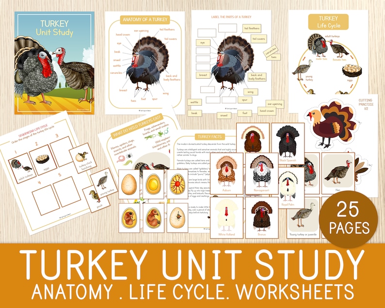 Turkey Unit Study Anatomy Life Cycle Flashcards Breeds - Etsy