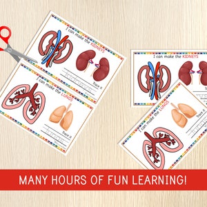 Body Organs Playdough Mats, Play Doh, Preschool Game, Kindergarten ...