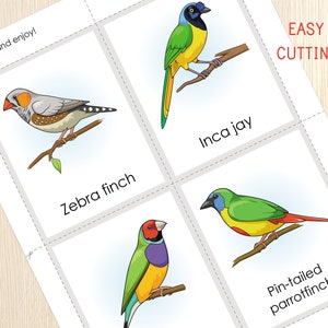 Birds Flashcards - 80 Cards - Birds Recognition Cards - Birds Unit ...