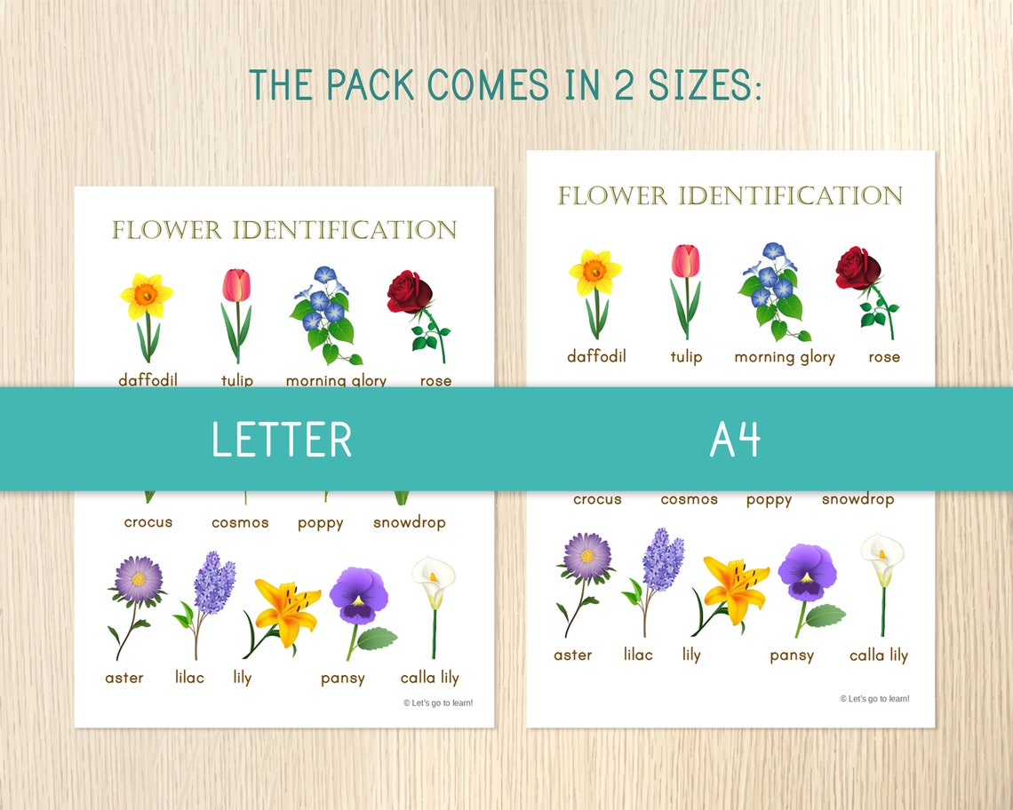 Flower Identification Charts 3 Charts 40 Flowers Spring | Etsy