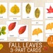 Fall Leaves 3-part Cards, 18 Nomenclature Cards, Real Images, Autumn ...