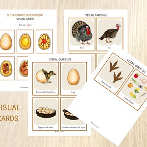 Turkey Unit Study, Anatomy, Life Cycle, Flashcards, Breeds, Worksheets ...