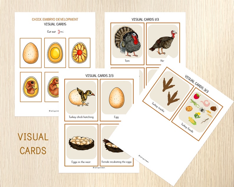 Turkey Unit Study Anatomy Life Cycle Flashcards Breeds - Etsy