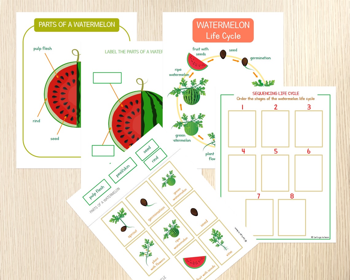 Watermelon Unit Study Parts Life Cycle Varieties - Etsy