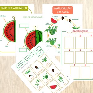 Watermelon Unit Study, Parts, Life Cycle, Varieties, Worksheets ...