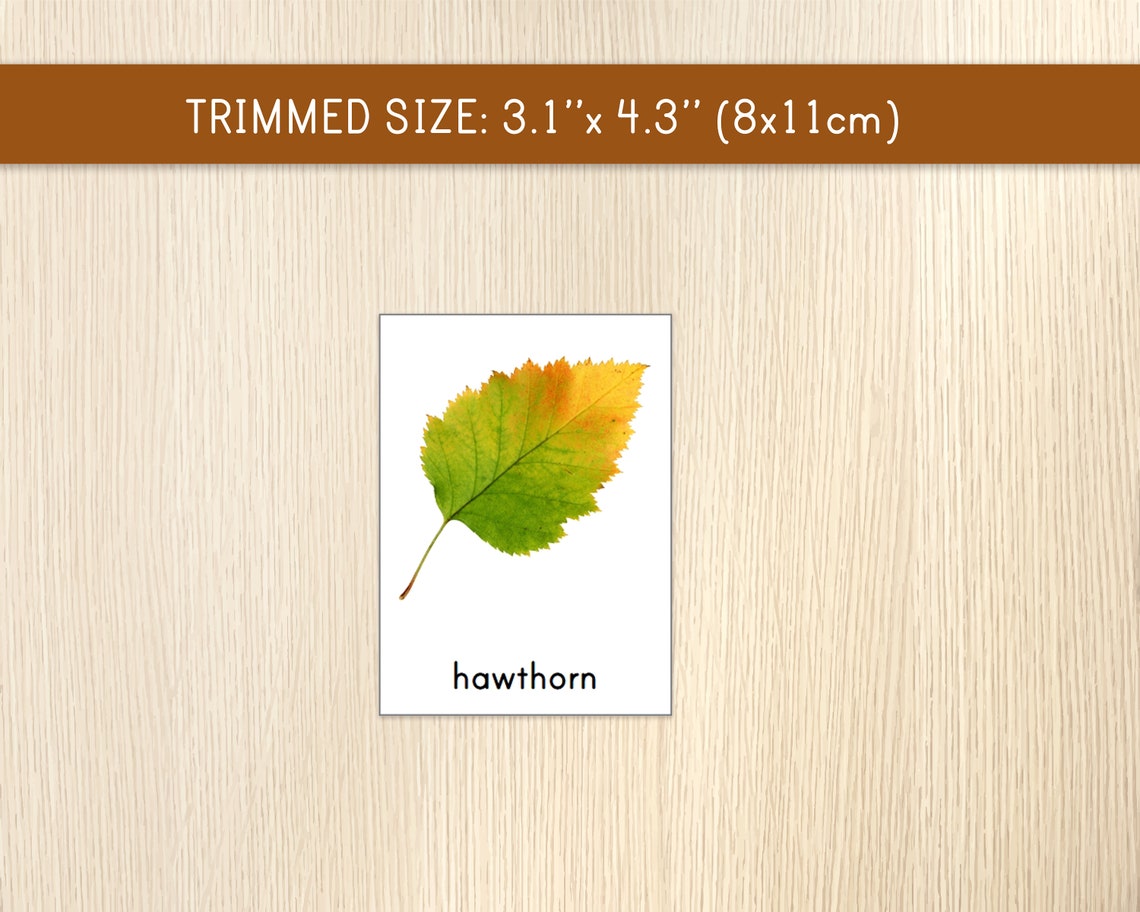 Fall Leaves 3-part Cards 18 Nomenclature Cards Real Images - Etsy