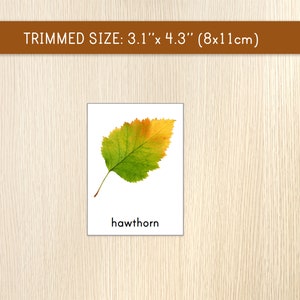 Fall Leaves 3-part Cards, 18 Nomenclature Cards, Real Images, Autumn ...
