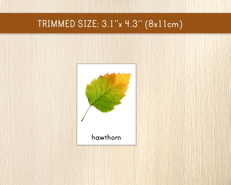 Fall Leaves 3-part Cards, 18 Nomenclature Cards, Real Images, Autumn ...