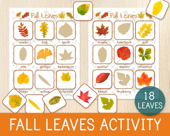 Fall Leaf Matching Activity Autumn Leaves Shadow Matching - Etsy