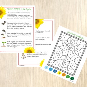 Sunflower Unit Study, Anatomy, Life Cycle 3 Part-cards, Charts ...