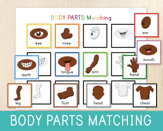 Body Parts Matching Activity for Toddlers Human Body Toddler | Etsy