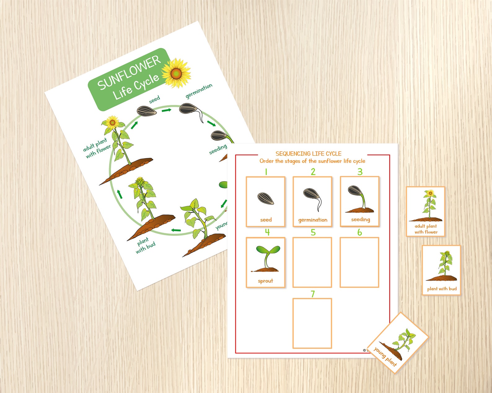 Sunflower Unit Study Anatomy Life Cycle 3 Part-cards - Etsy