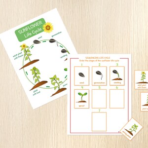 Sunflower Unit Study, Anatomy, Life Cycle 3 Part-cards, Charts ...