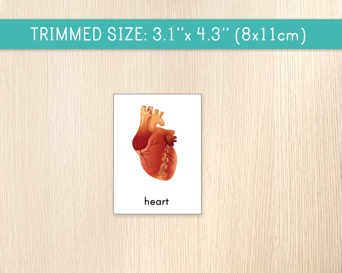 Human Organs 3-part Cards, Human Body , Nomenclature Cards, Human ...