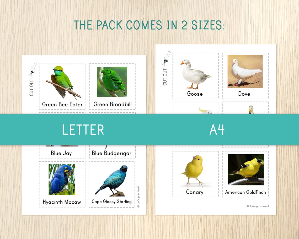 Bird Color Sorting Activity Birds and Colors for Kids - Etsy