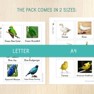 Bird Color Sorting Activity, Birds and Colors for Kids, Biology ...