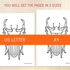 Beetles Coloring Pages, 8 Printable Sheets, Insects, Nature Study ...
