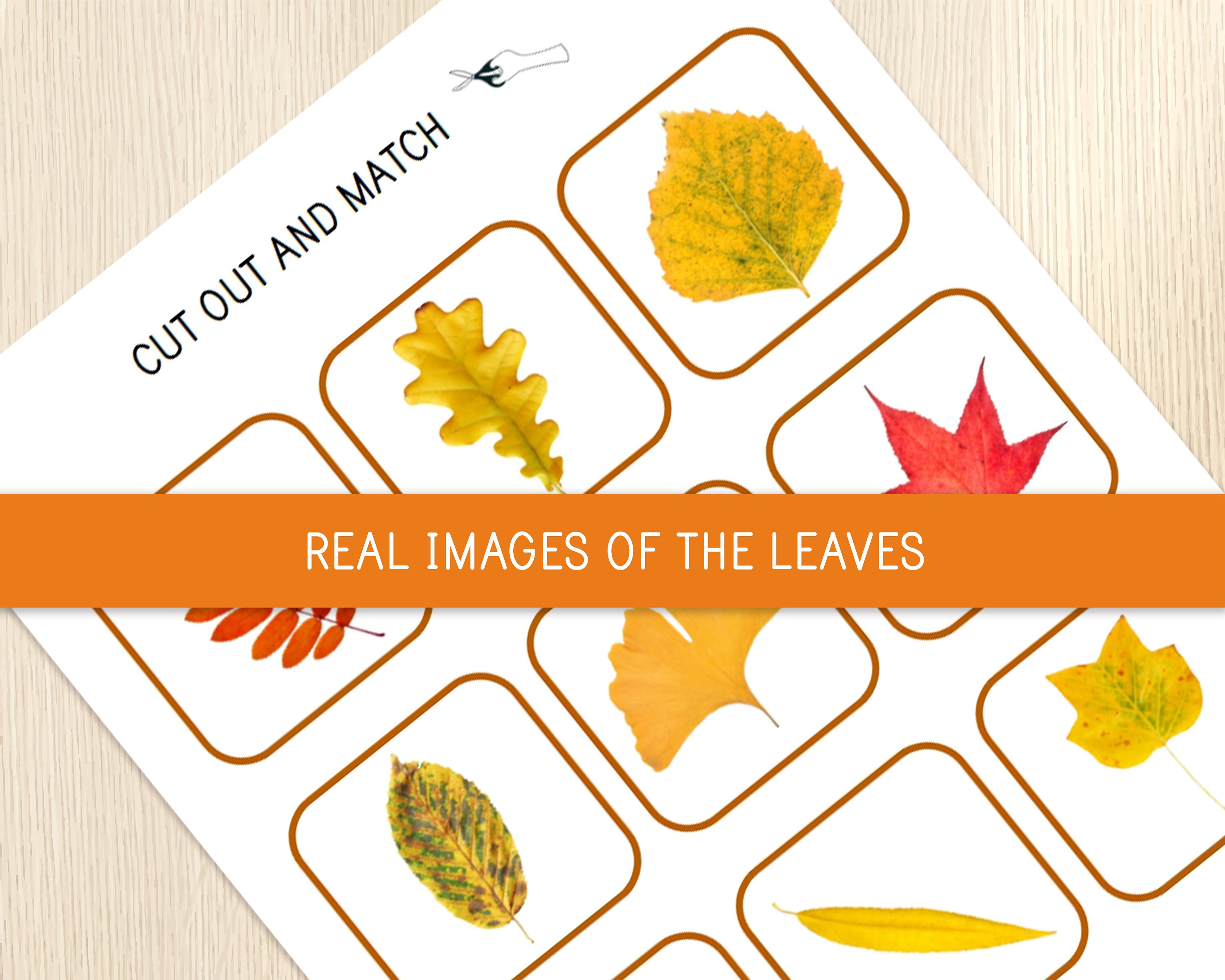 Fall Leaf Matching Activity Autumn Leaves Shadow Matching - Etsy